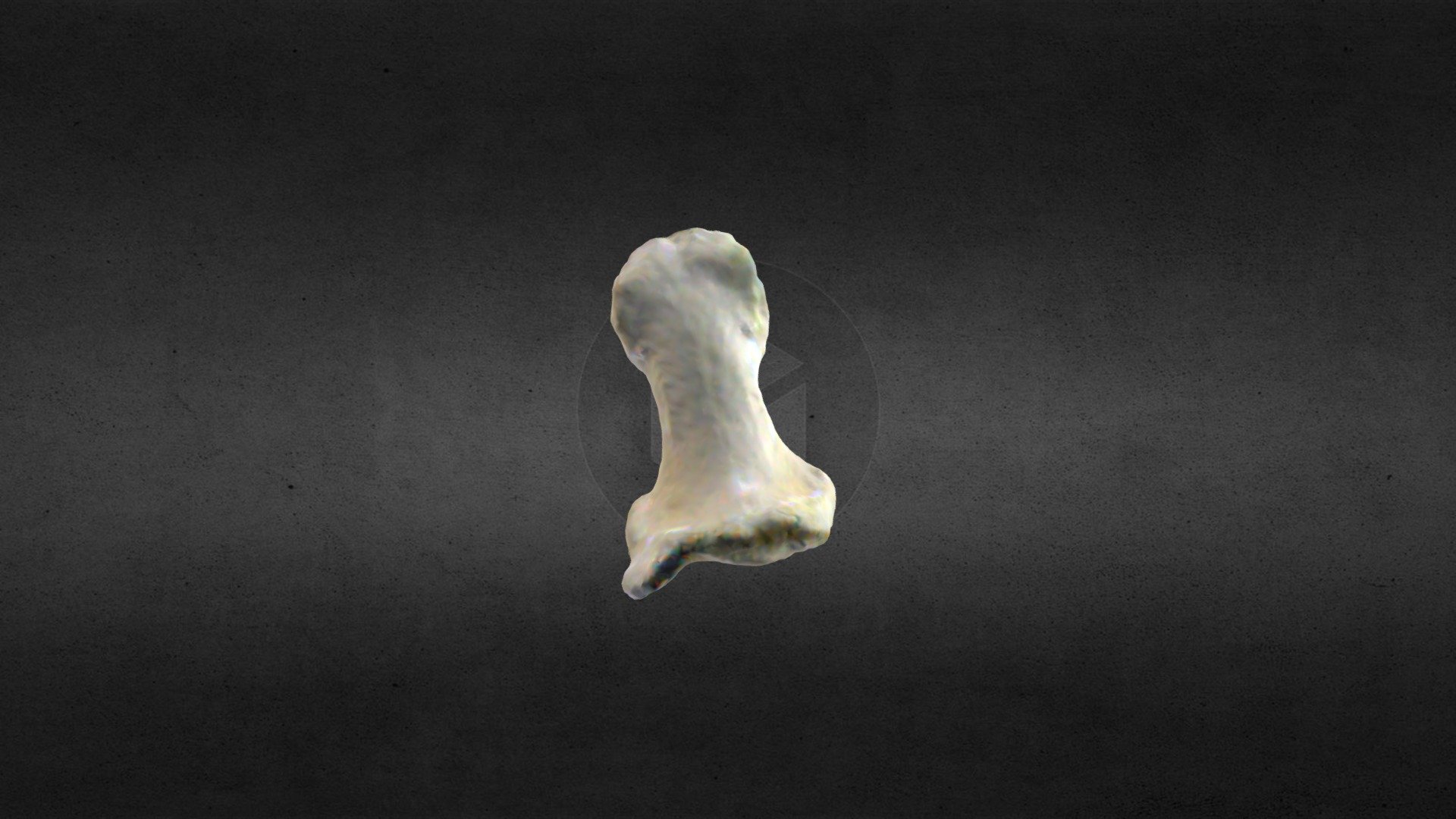 III Falange Distal / III Distal Phalanx - 3D model by Anatomía Humana ...