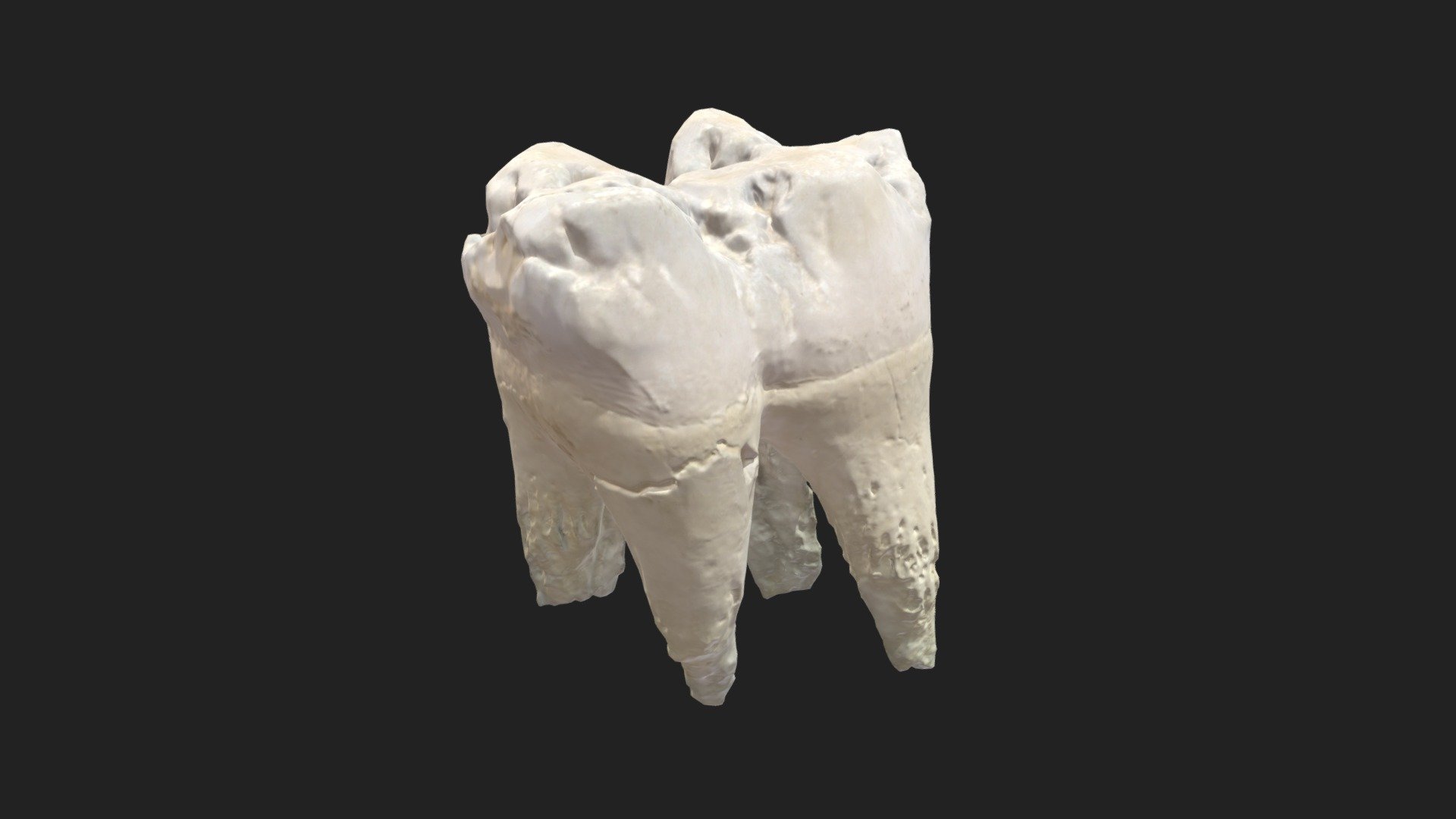 5th cheek tooth (1st molar) pig (lower jaw) - Download Free 3D model by ...