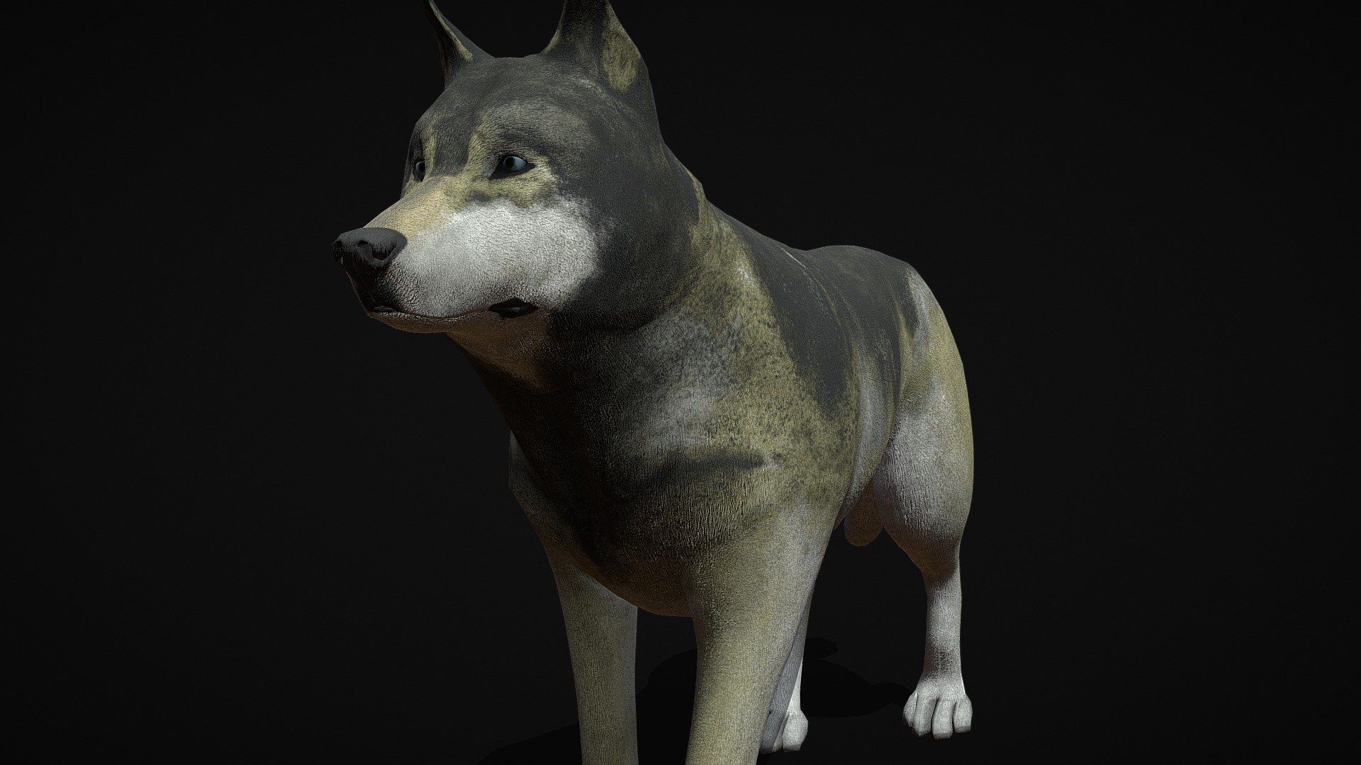 Grey realistic wolf - 3D model by nick021320 (@nick02145) [73a908f ...
