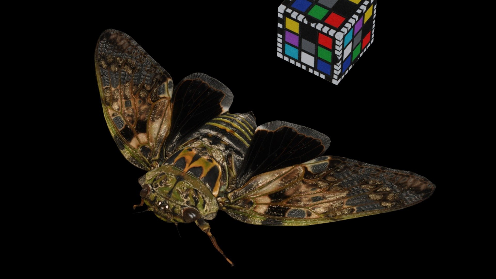 ニイニイゼミ ♂ Ni-ni Cicada, Platypleura kaempferi - Download Free 3D model ...