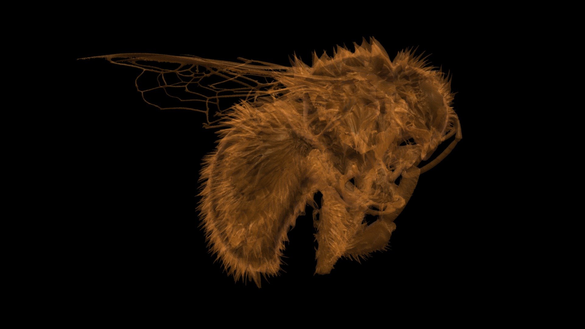 Bumblebee - CT Scan - Download Free 3D model by etainproject [73ac914 ...