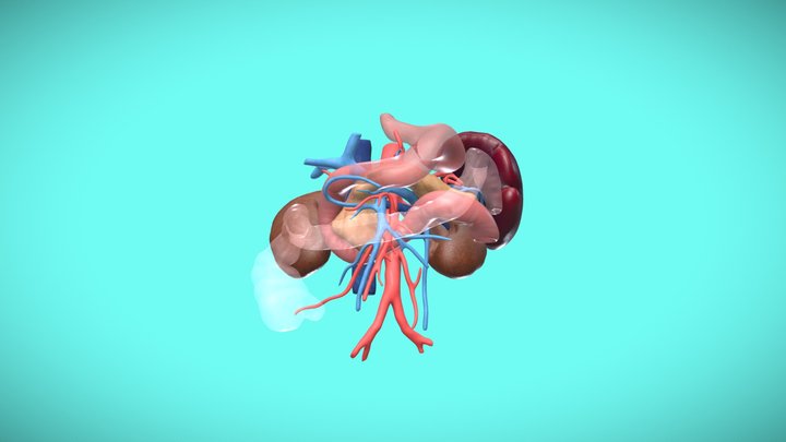 Mesocolon 3D models - Sketchfab