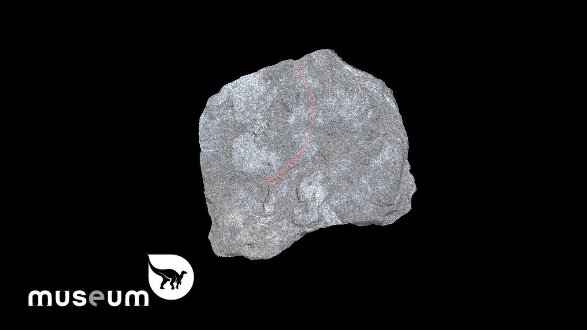 IRSNB b 7912 - Sphenopteris gulpeniana - 3D model by Royal Belgian ...