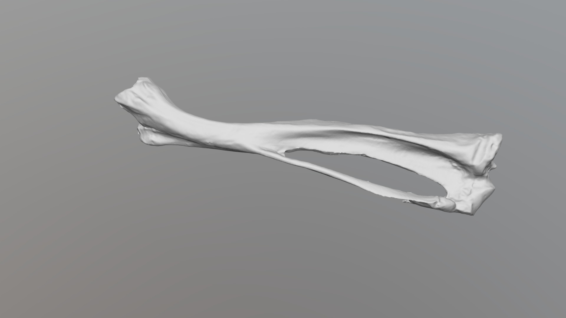 Giant beaver tibia and fibula (VCU_3D_1641) - 3D model by Virtual ...
