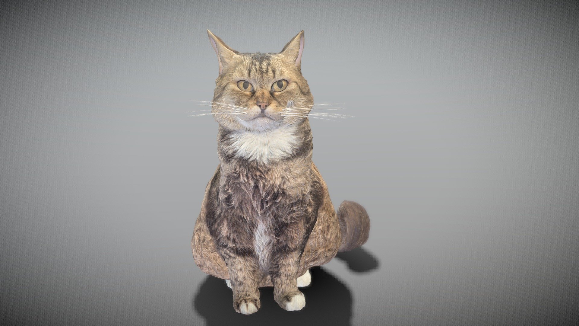 Fluffy Cat 15 Buy Royalty Free 3D Model By Deep3dstudio 73bf025