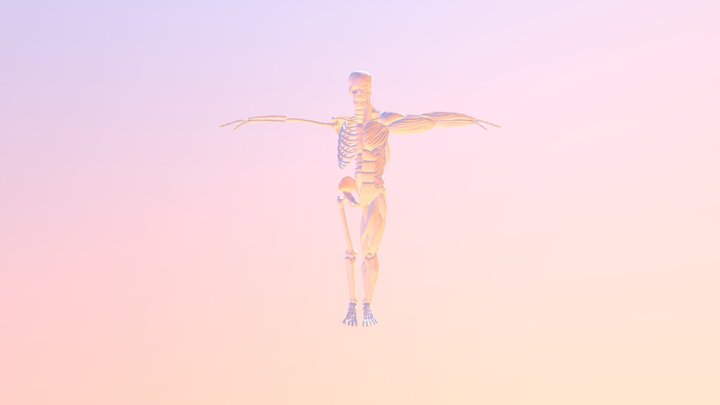 Skeleton-muscles-anatomy 3D models - Sketchfab