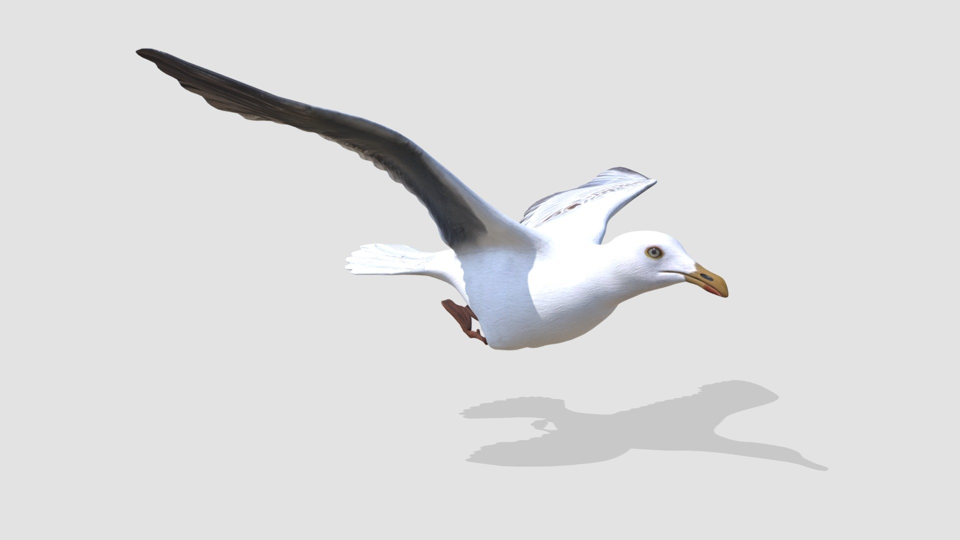 seagull - Buy Royalty Free 3D model by Evermotion [73c55e1] - Sketchfab ...