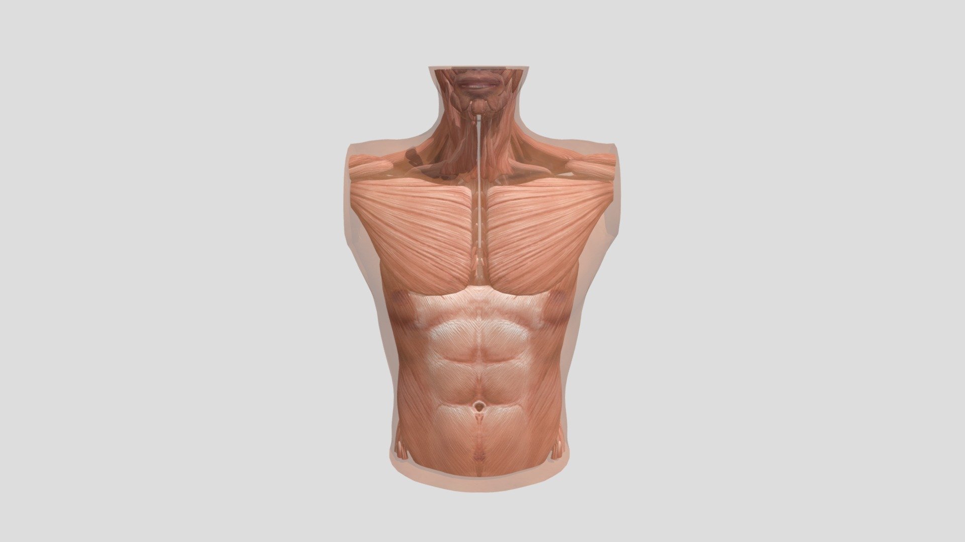 Spine Muscle - 3D model by foxphoto01 [73cb6a2] - Sketchfab