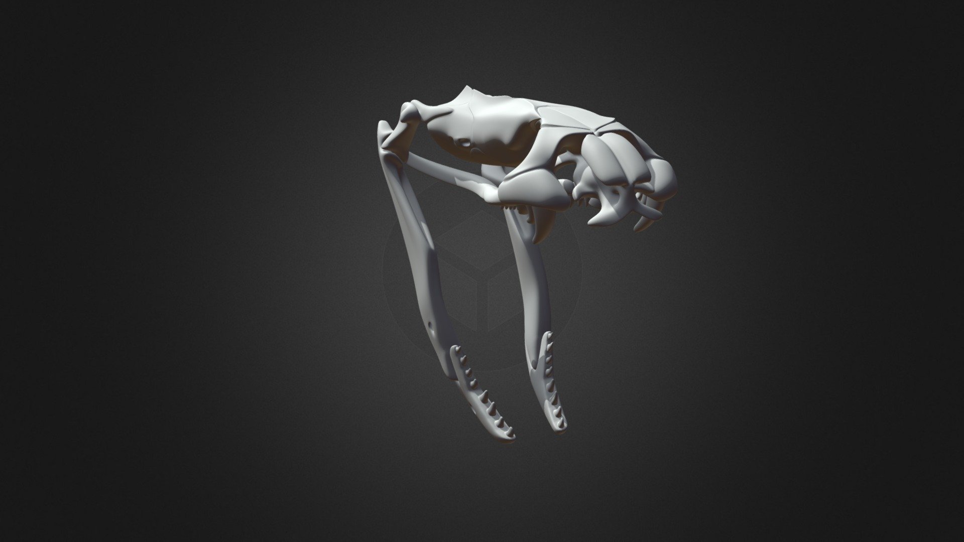 Coralsnake Skull - 3D model by Blue Appaloosa (@BlueAppaloosa) [73cb738 ...