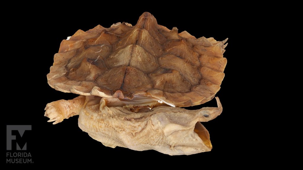 Zoology - Testudinata - A 3D model collection by MuseumoftheCosmos ...