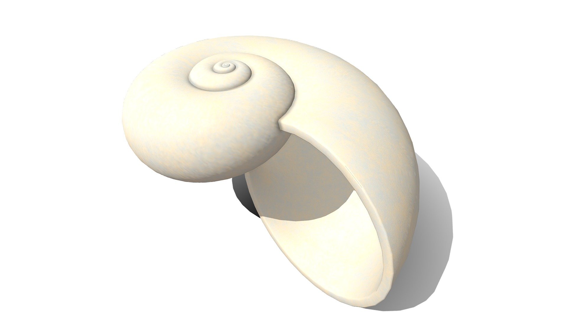 Shell - Buy Royalty Free 3D model by Raj prajapat (@rajprajapat ...