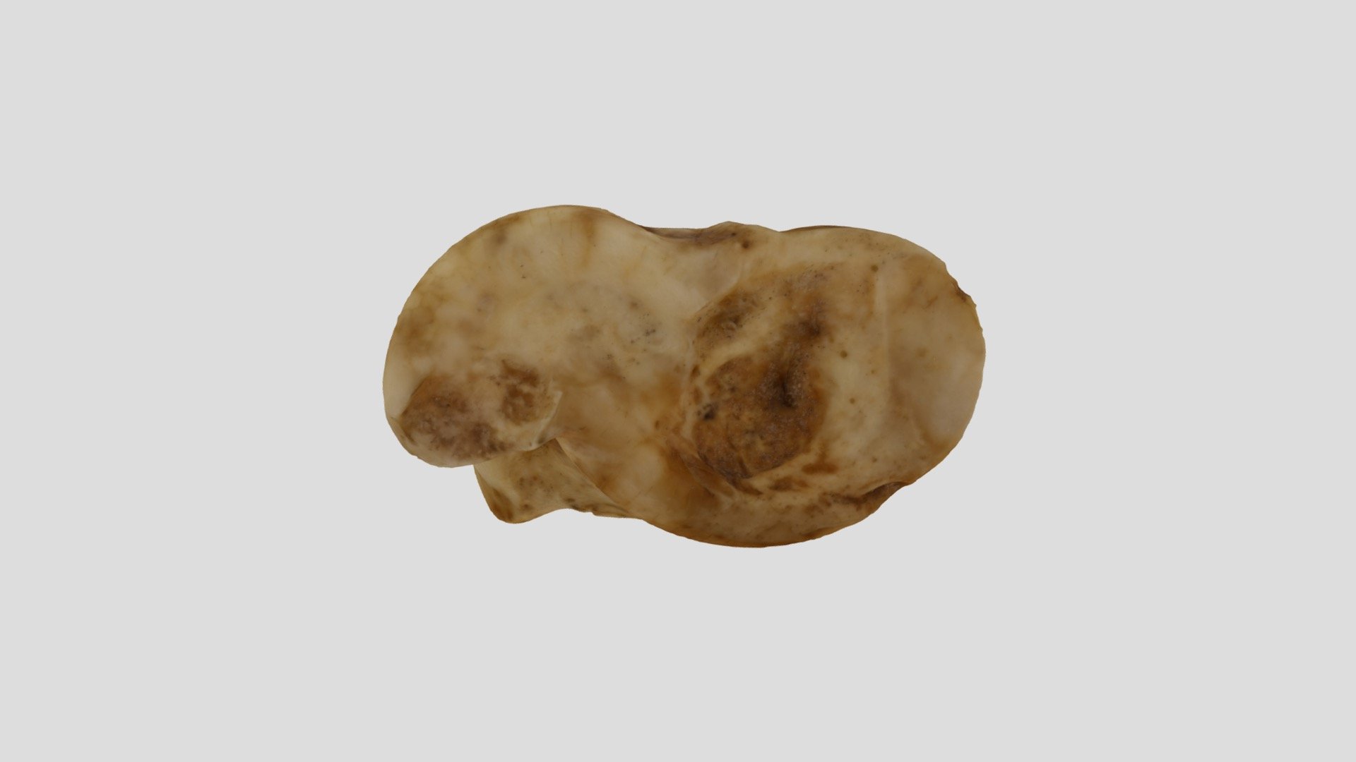 Deer astragalus (Ankle Bone) - 3D model by anthromuseumMU [73ccbb4 ...