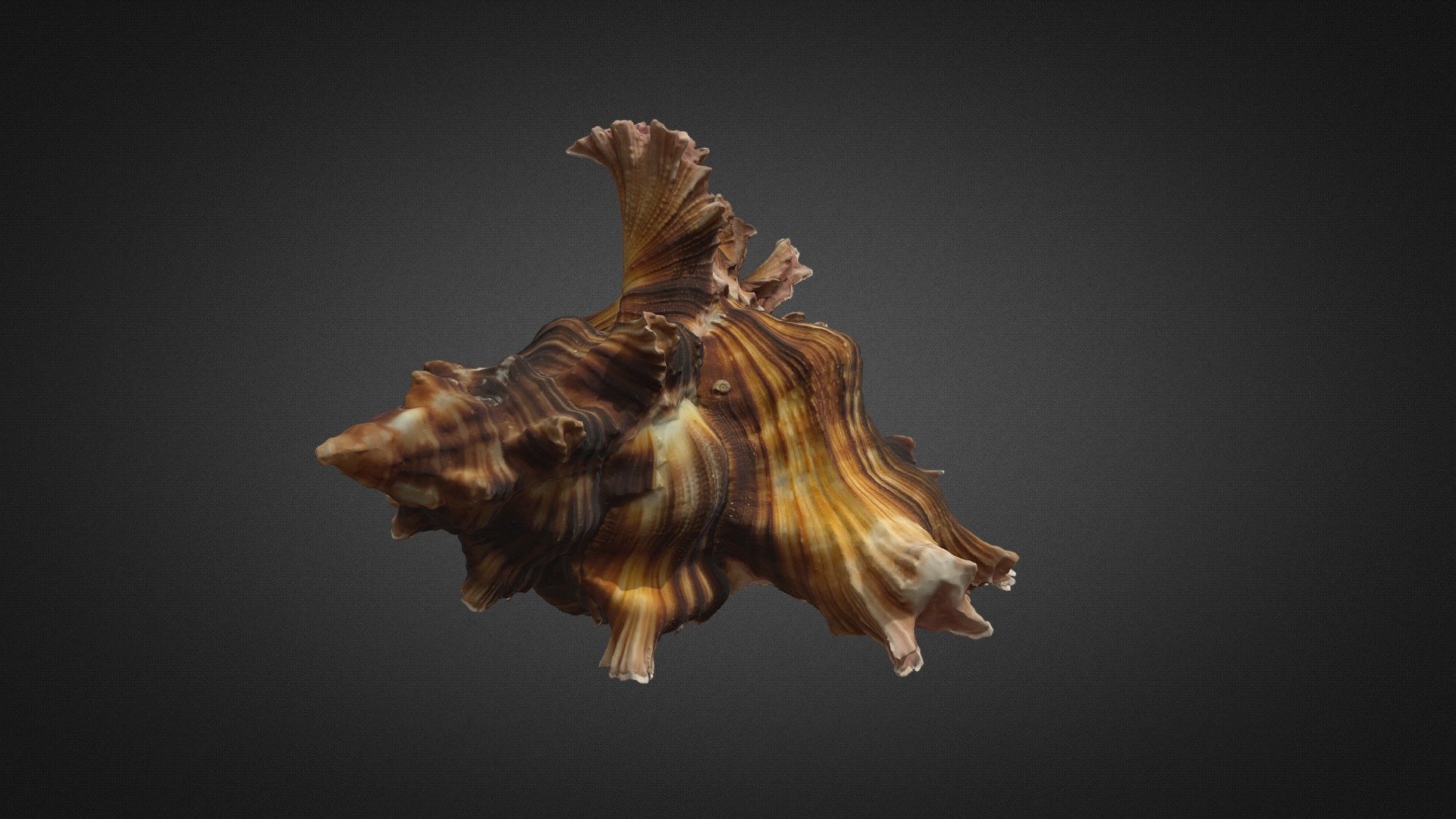 Chicoreus maurus - Download Free 3D model by Giorgio Scioldo ...