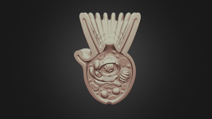 Protozoa 3D models - Sketchfab