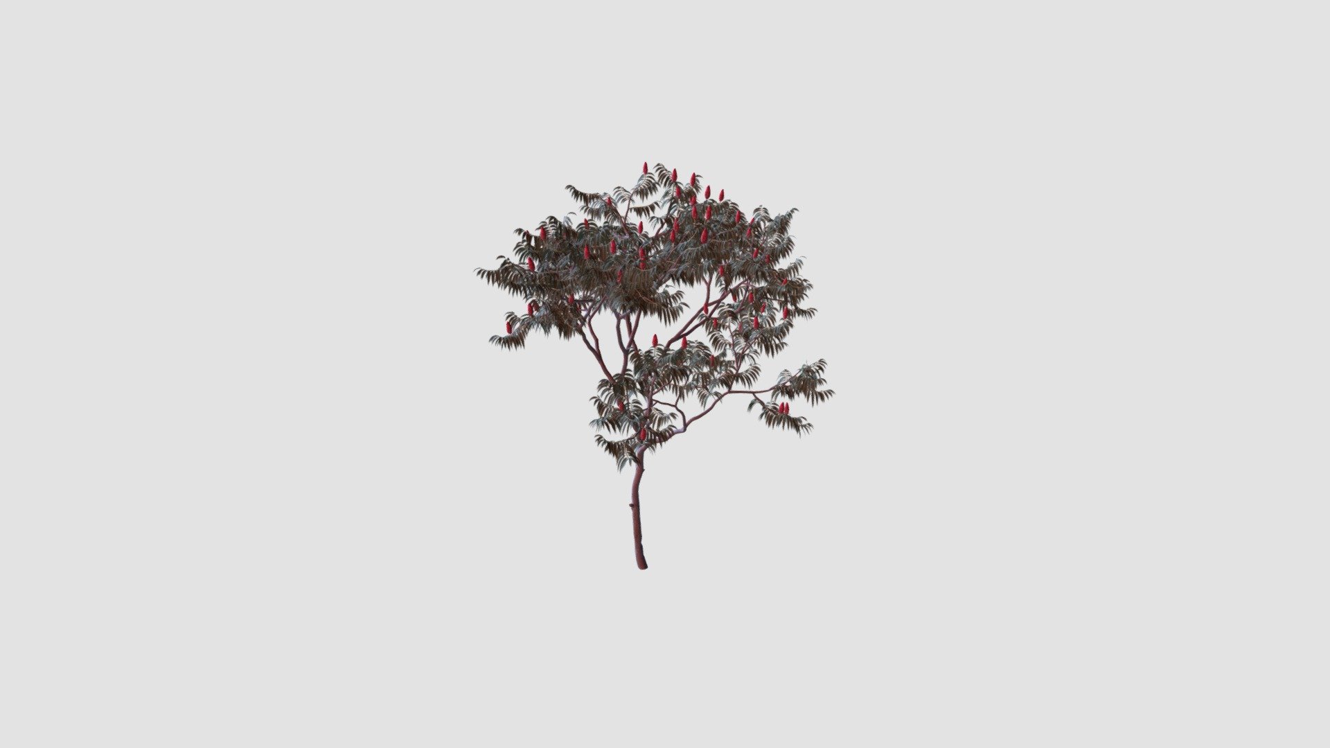 tree - Buy Royalty Free 3D model by Evermotion [73dc91e] - Sketchfab Store