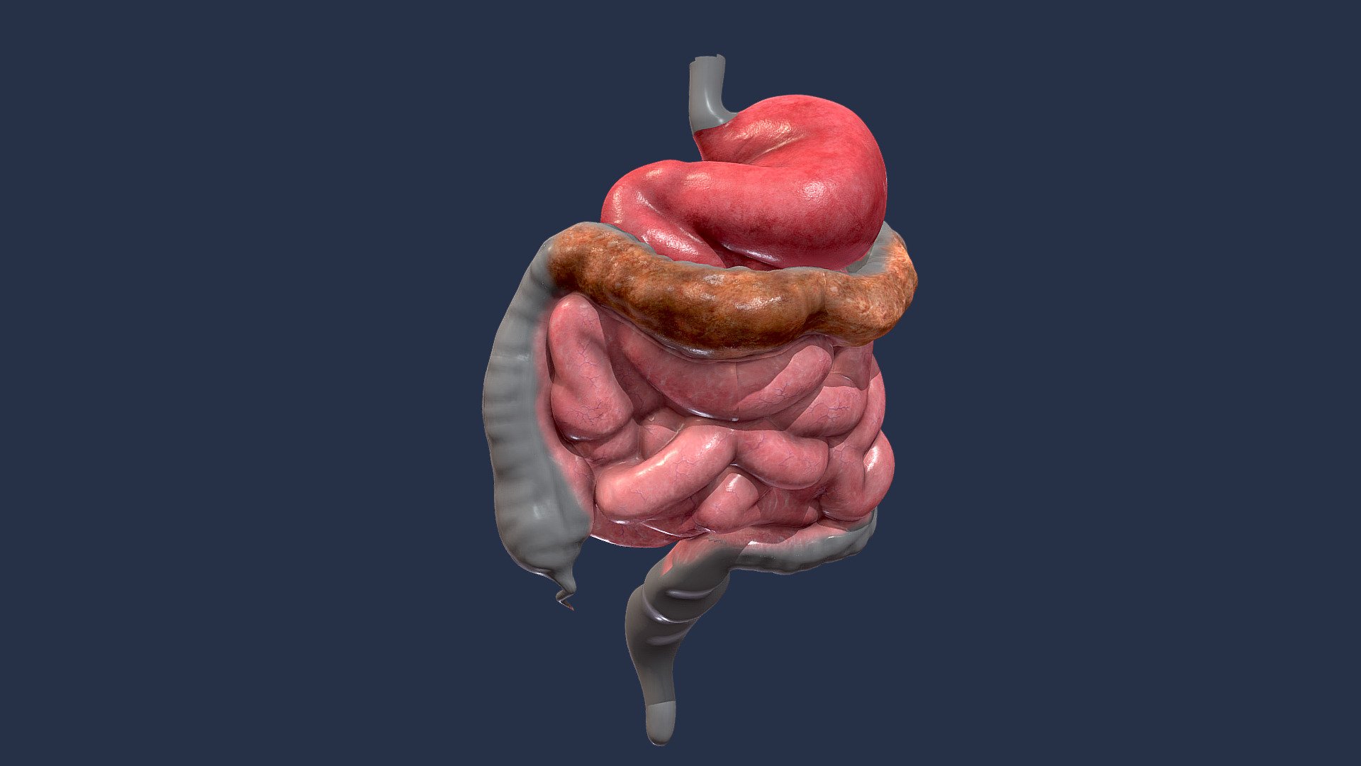 Digestive System - Buy Royalty Free 3D model by flarar-01 (@flarar ...