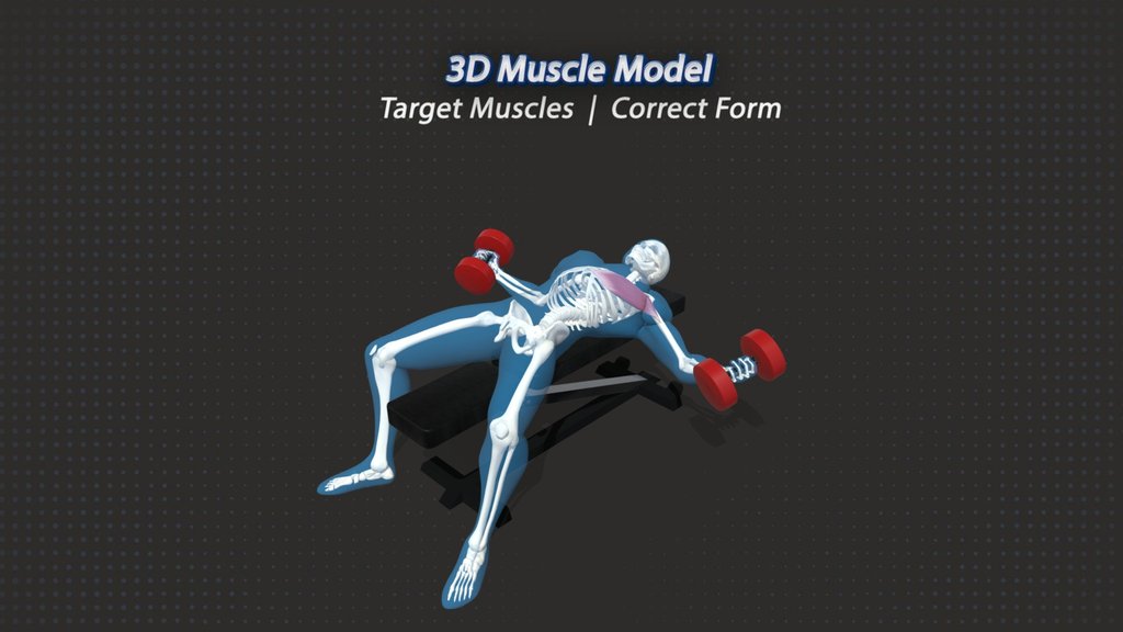 exercise form and muscles - A 3D model collection by Reveille33 - Sketchfab