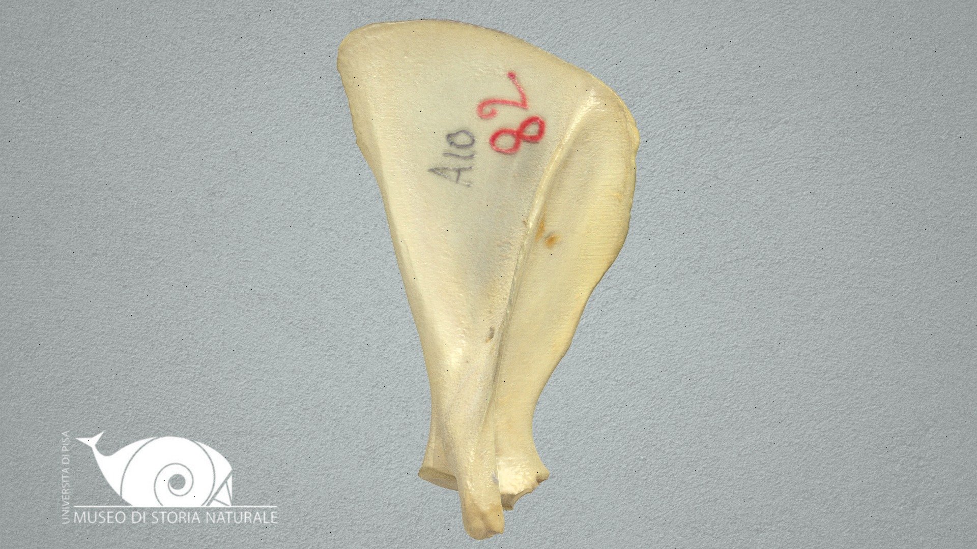 Rhesus macaque (right scapula) - 3D model by Natural History Museum ...