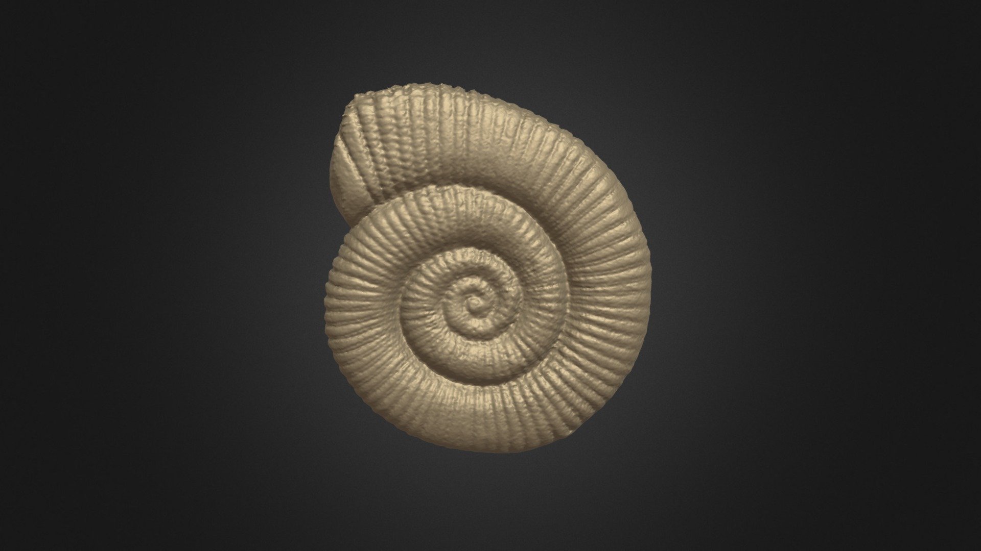 Ammonite Fossil - 3D model by ARCHIV3D [73e7370] - Sketchfab