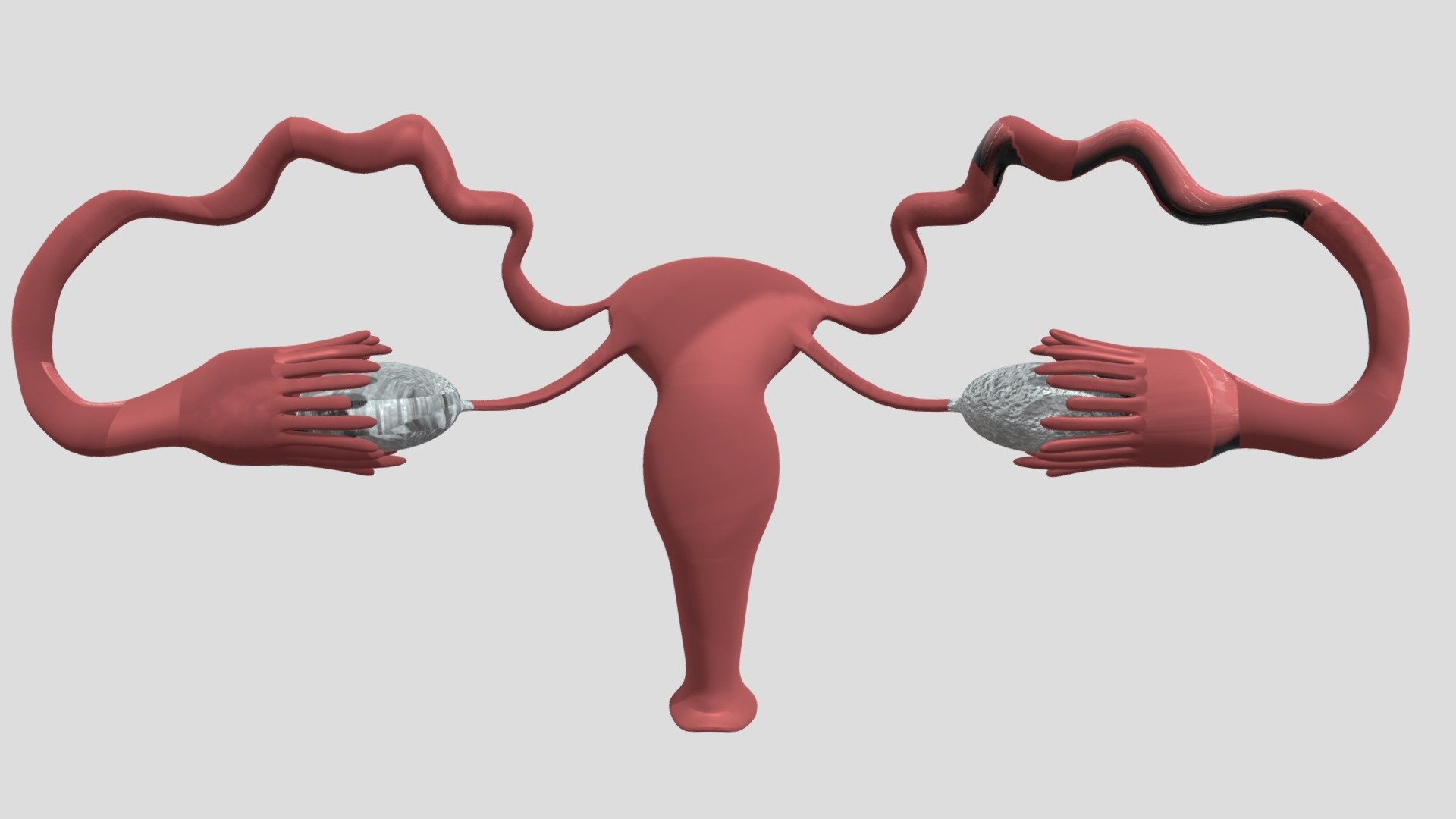 vigina - 3D model by swagatamguharoy3dartist [73f6a81] - Sketchfab