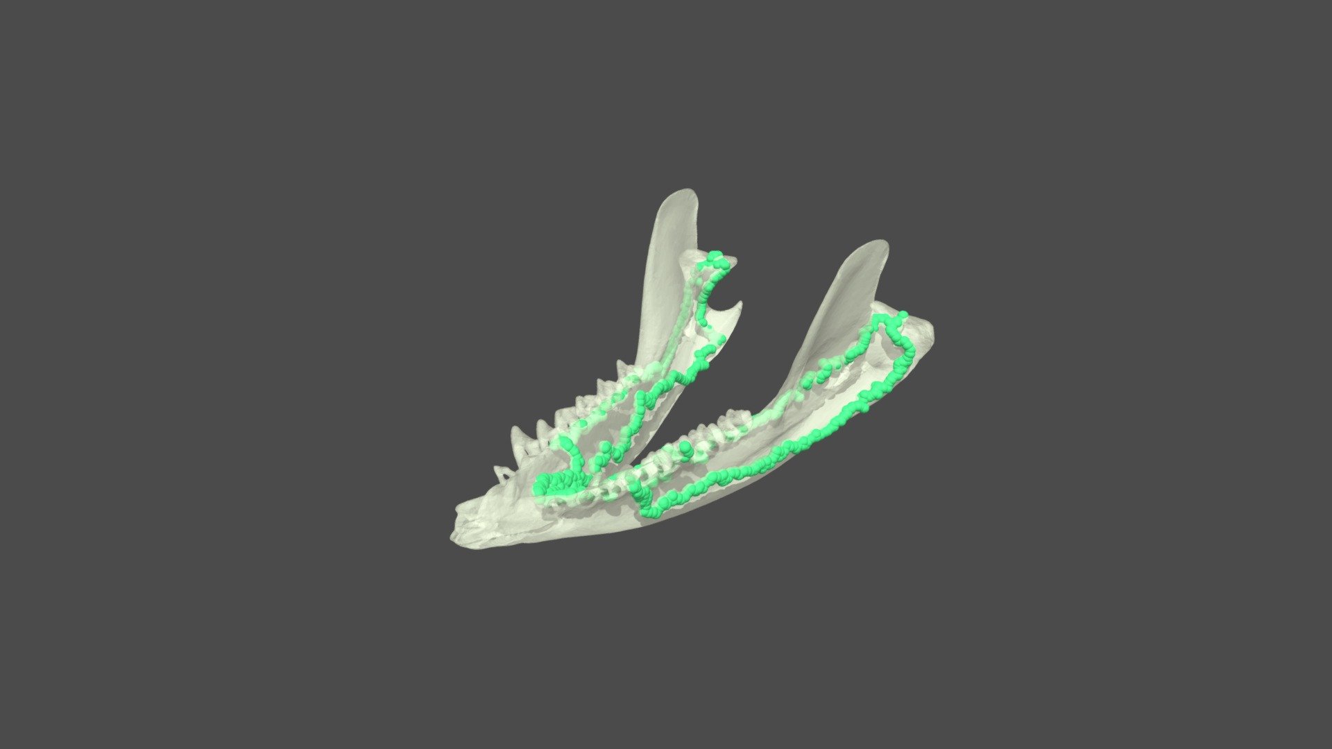possum_vol1_masseter - 3D model by Alec Wilken (@atwilken) [73faed8 ...