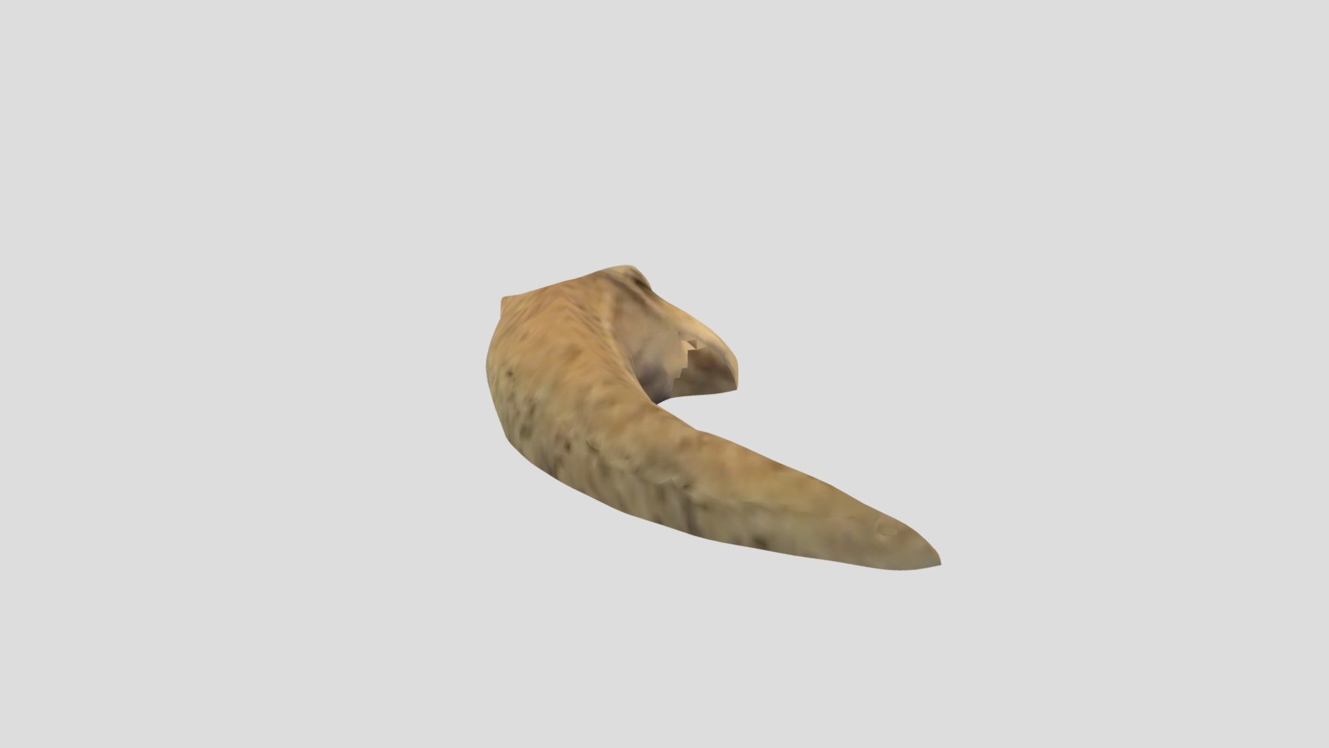 Lawrence 2017-1 faunal claw - Download Free 3D model by XRchaeology ...
