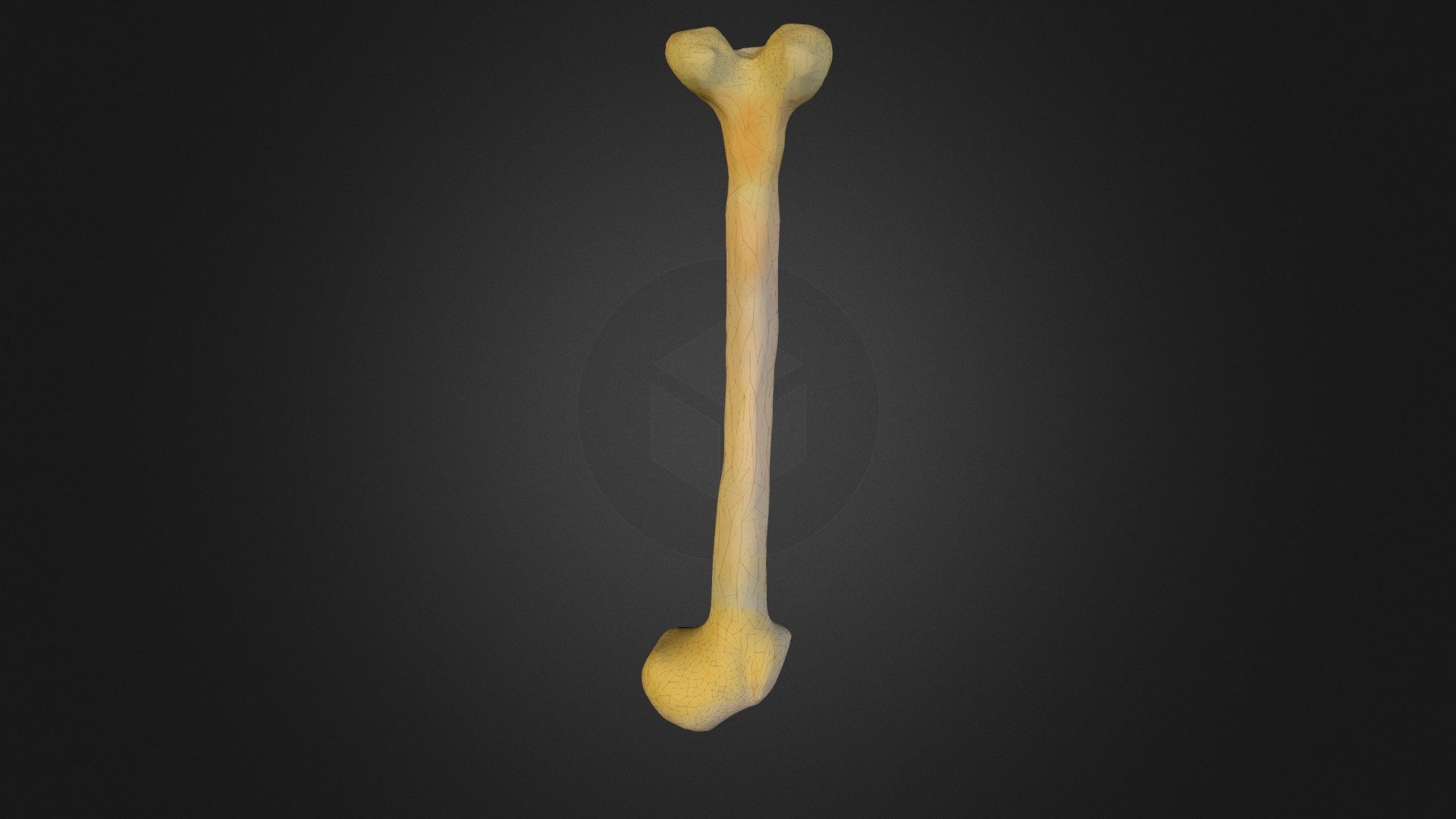 Human Bone: Femur - 3D model by leopoly [7407504] - Sketchfab