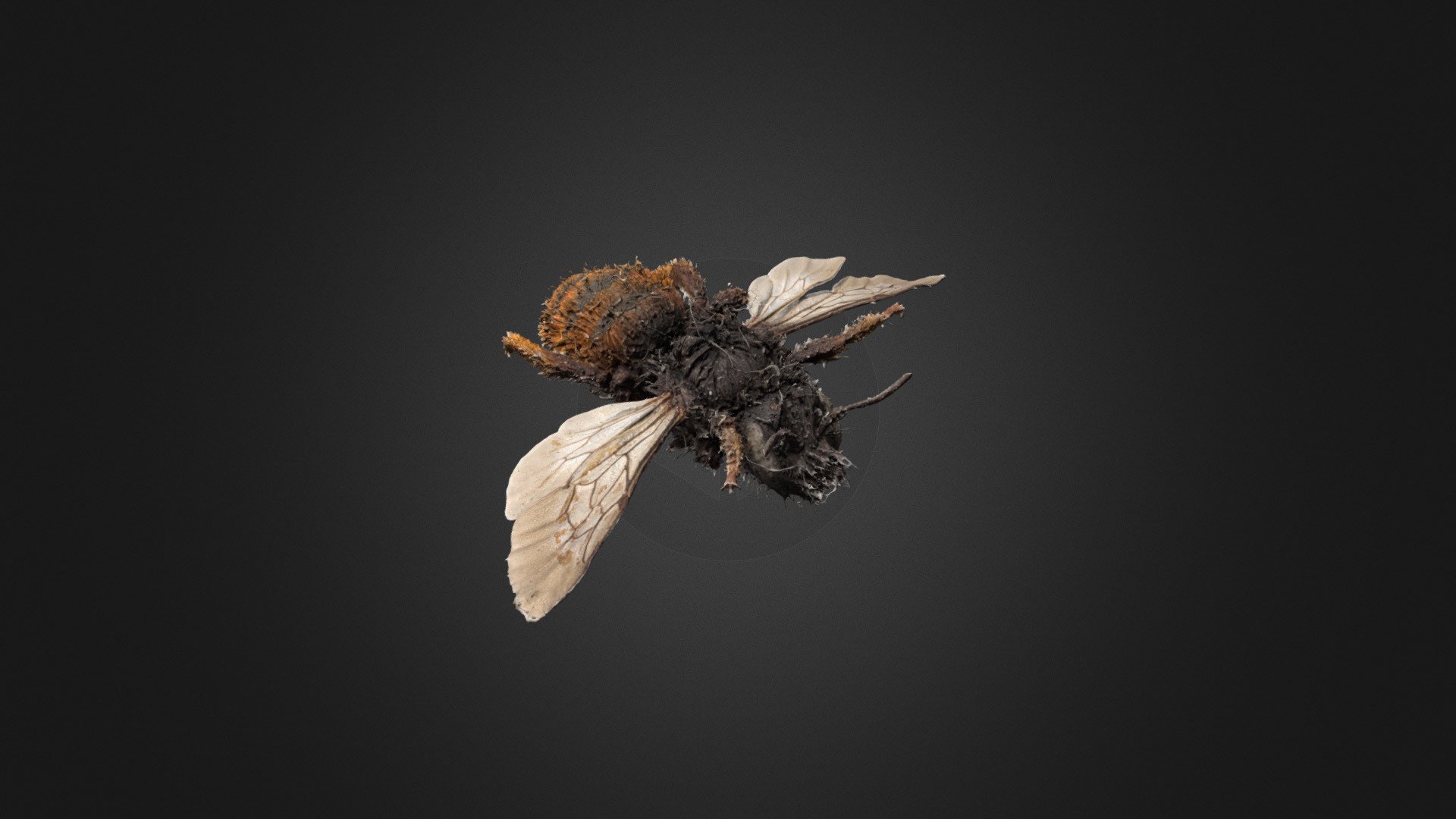 Osmia_bicolor - 3D model by cfelsner [740da51] - Sketchfab