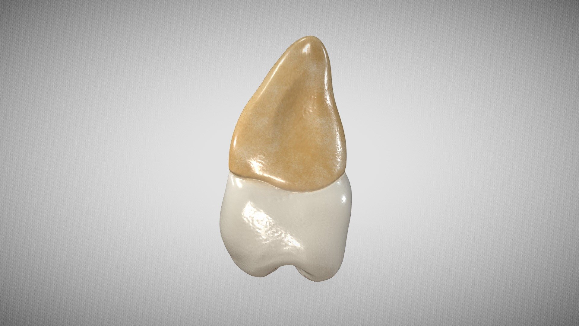 Maxillary second premolar - Buy Royalty Free 3D model by Ebers [7416230 ...