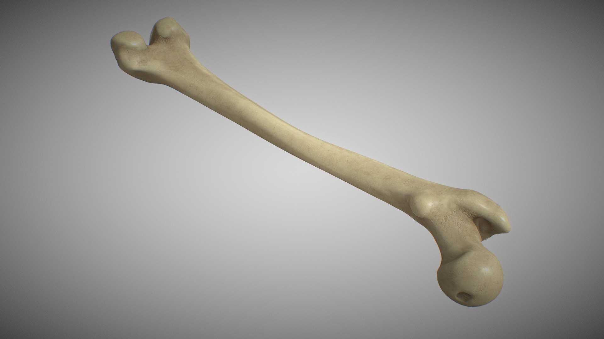 Femur 3D model - 3D model by bystrolabs [741a4ef] - Sketchfab