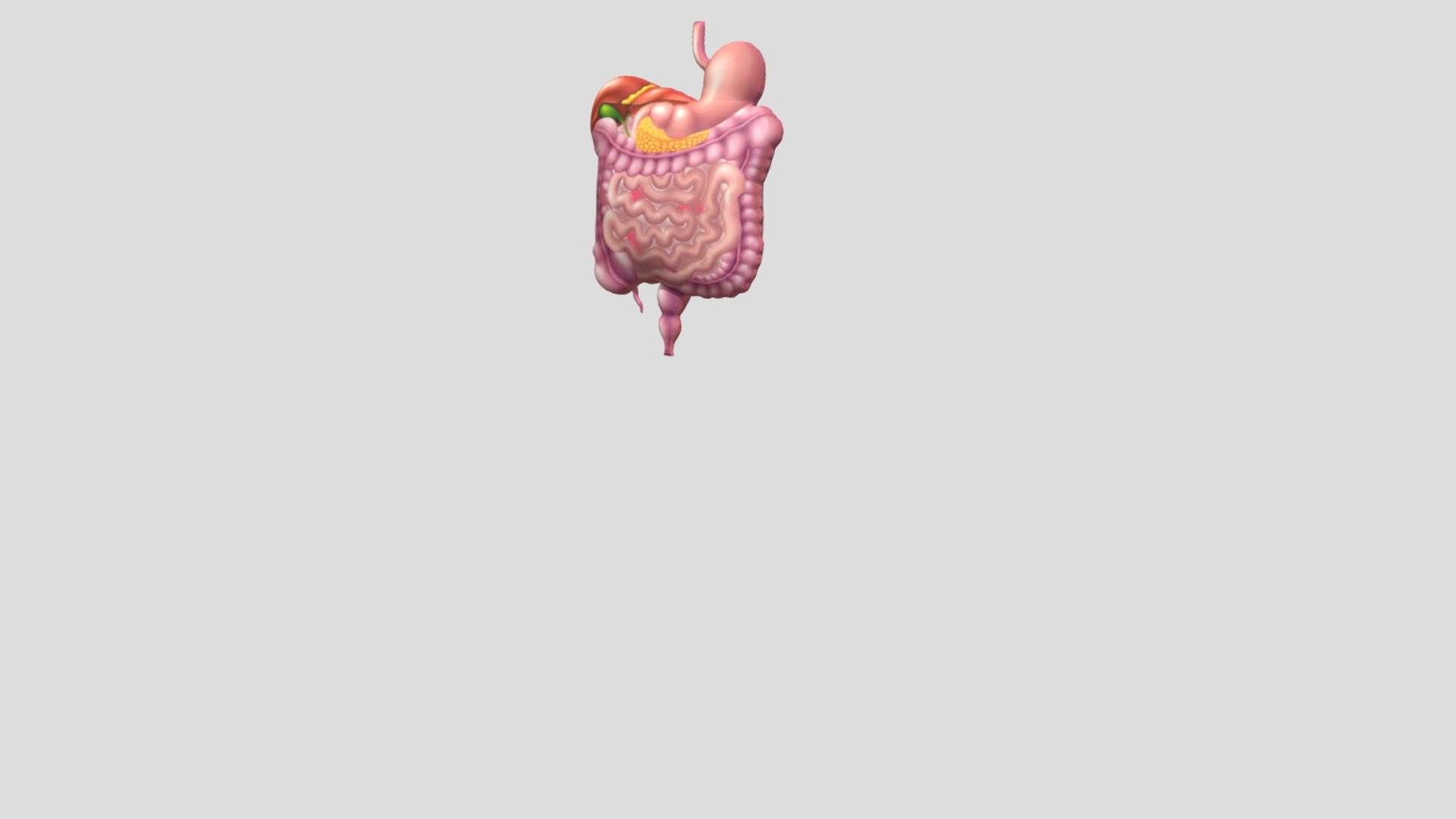 Usus - Download Free 3D model by amirulpolibatam [741d4d2] - Sketchfab