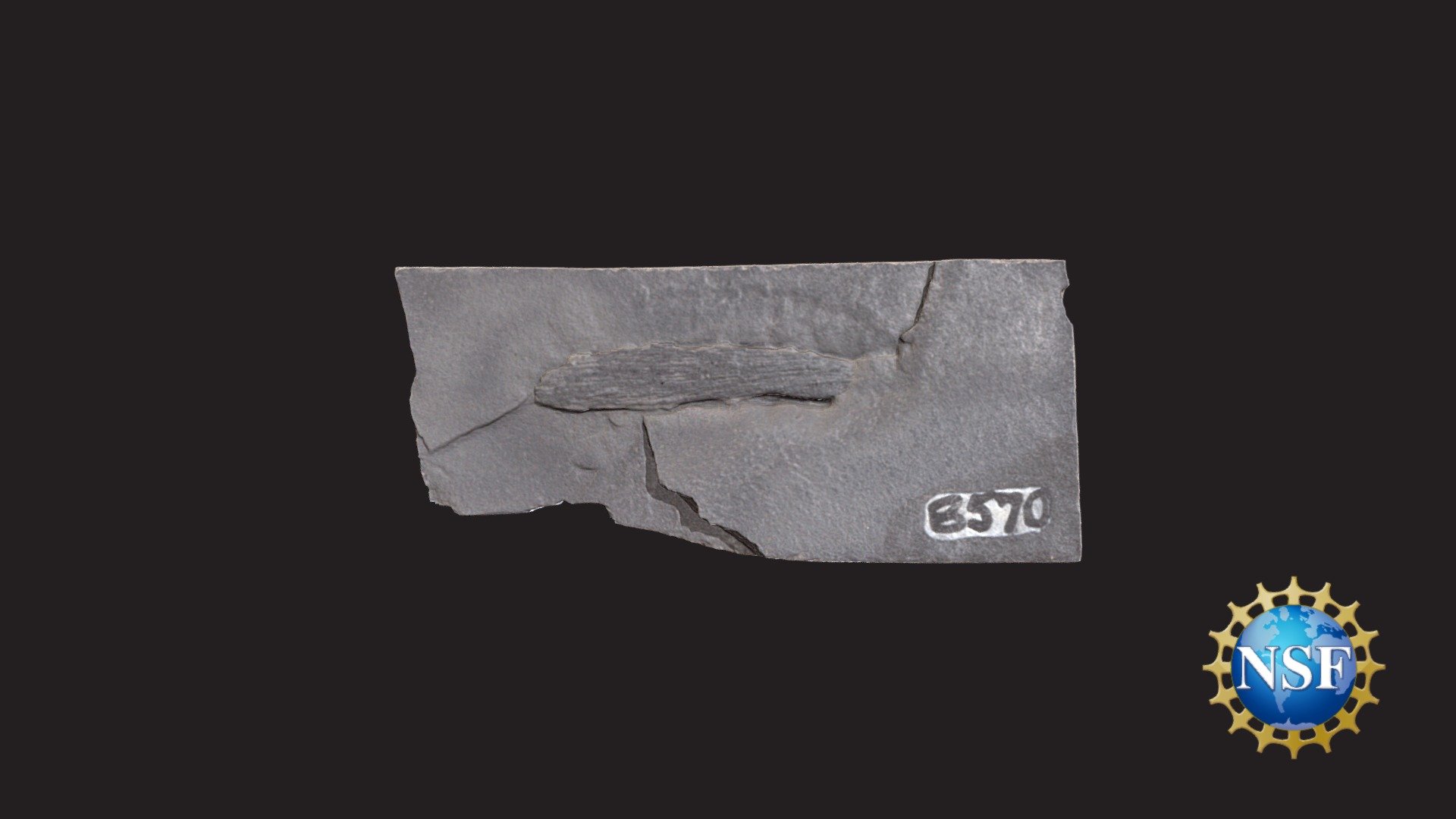 CMNH 8570 Micro Arthrodire Infragnathal - 3D model by Cleveland Museum ...