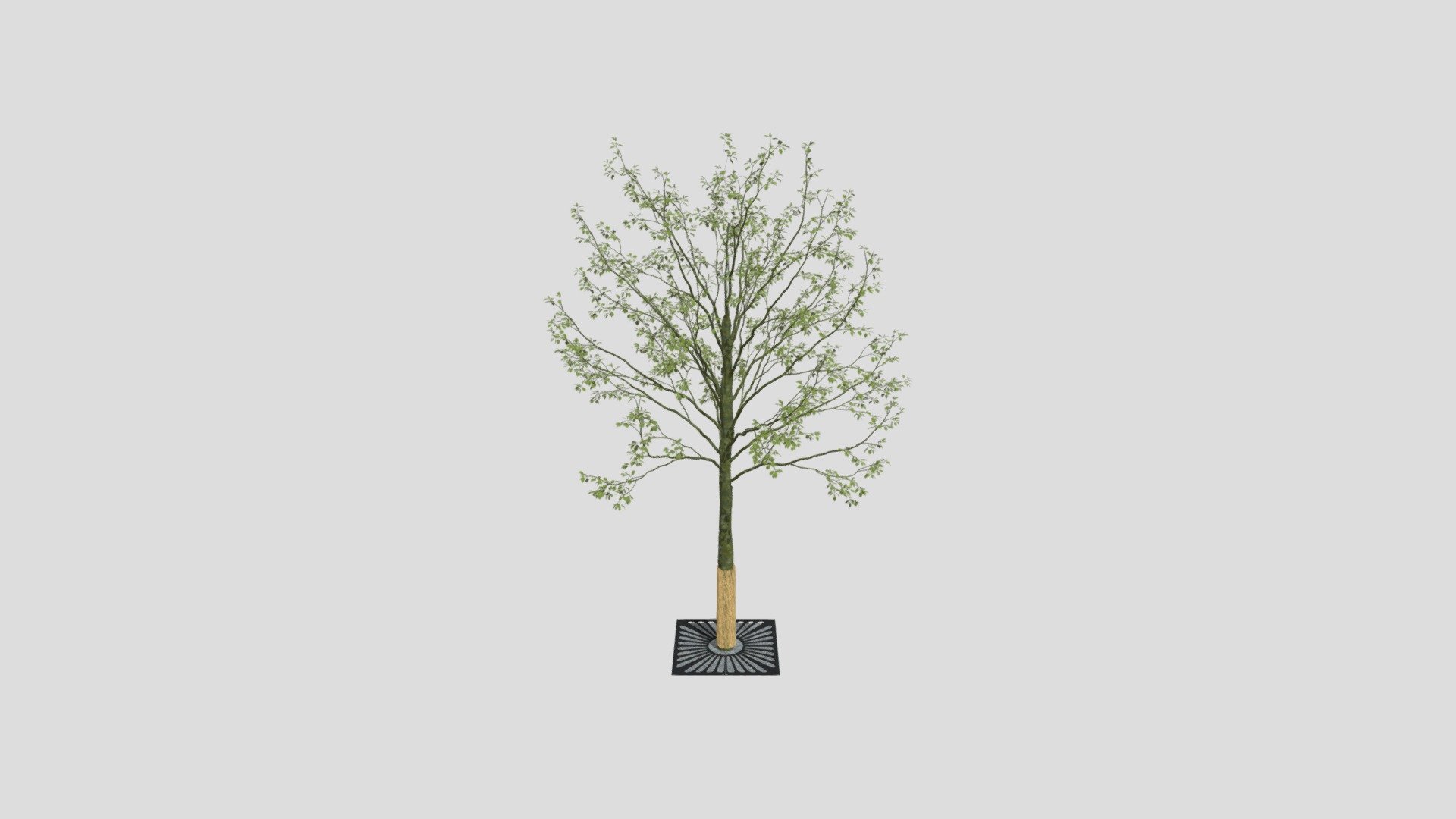 tree 23 AM207 Archmodel - Buy Royalty Free 3D model by Evermotion ...