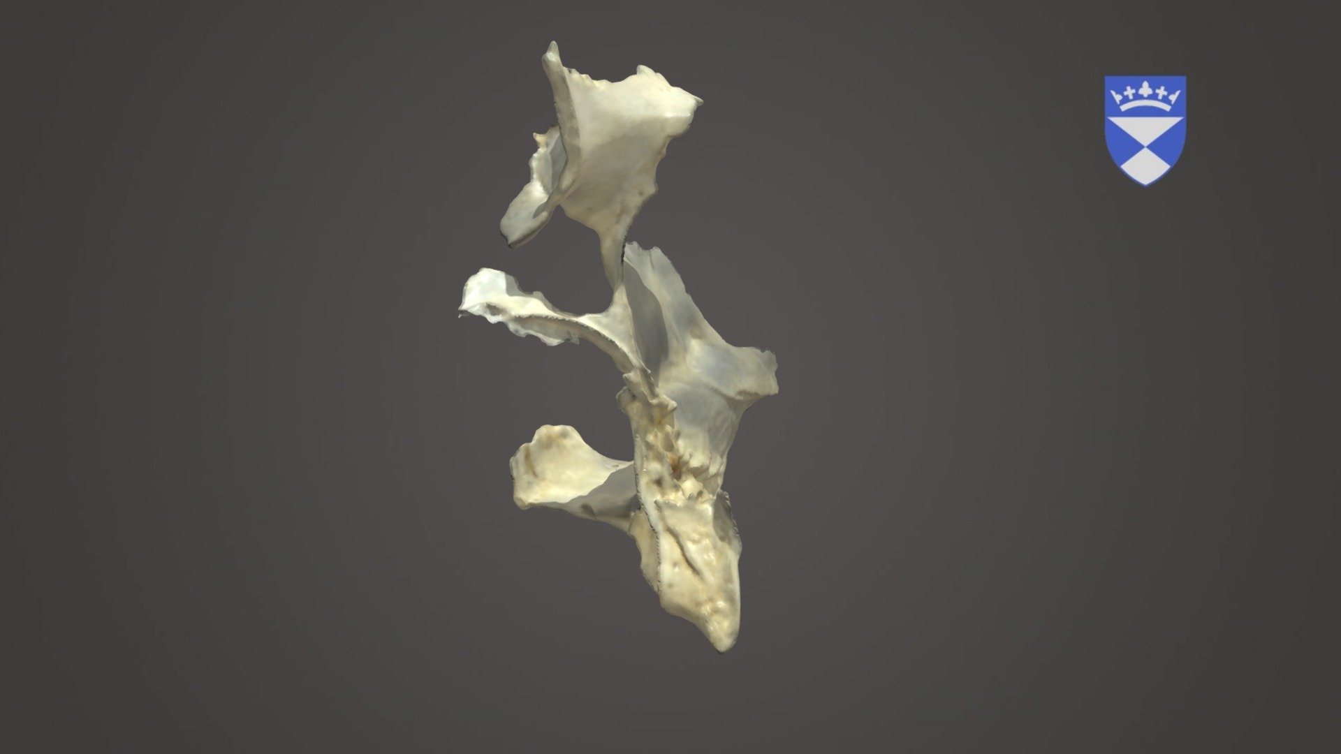 Palatine - 3D model by University of Dundee, CAHID (@anatomy_dundee ...
