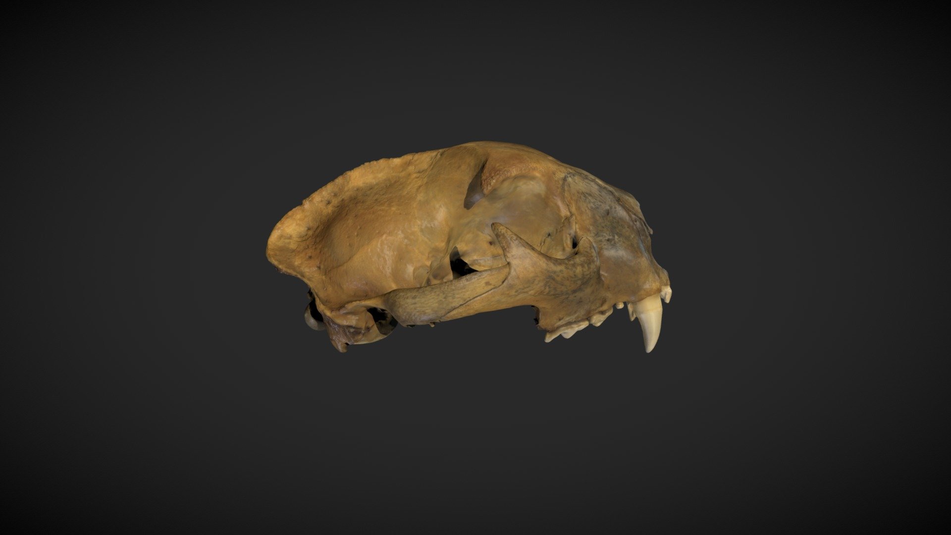 Puma concolor couguar UF-M-27706-cranium - 3D model by Blackburn Lab ...