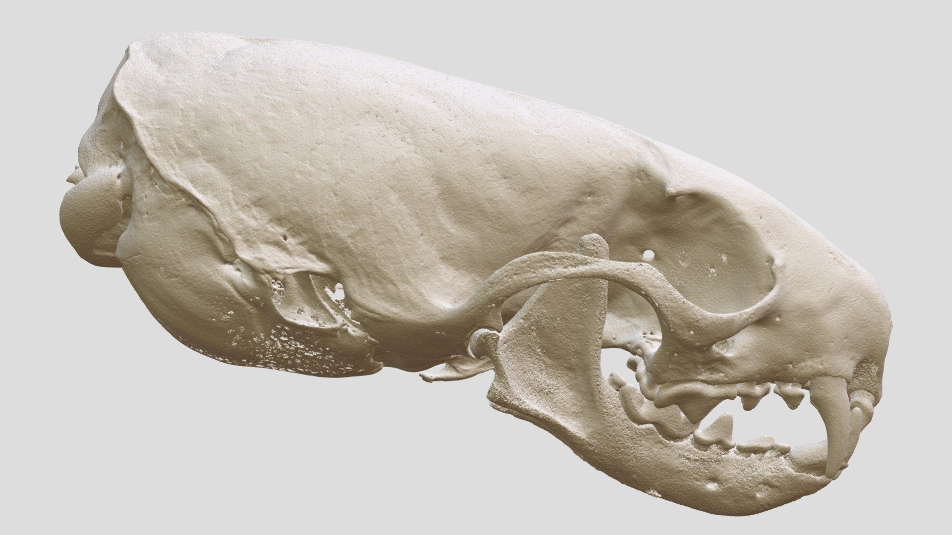 Mustela nivalis rixosa (MSB:Mamm:104648) - 3D model by Biodiversity ...
