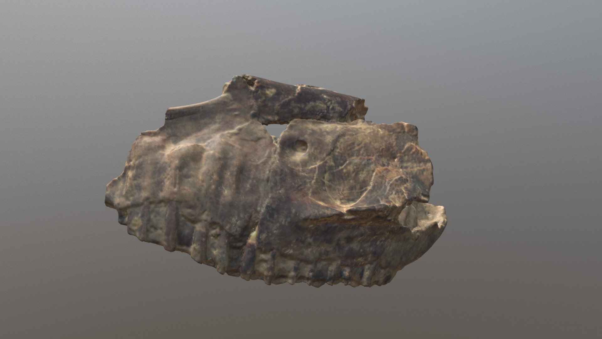 Equus sivalensis maxilla fragment (VCU_3D_3587) - 3D model by Virtual Curation Lab ...