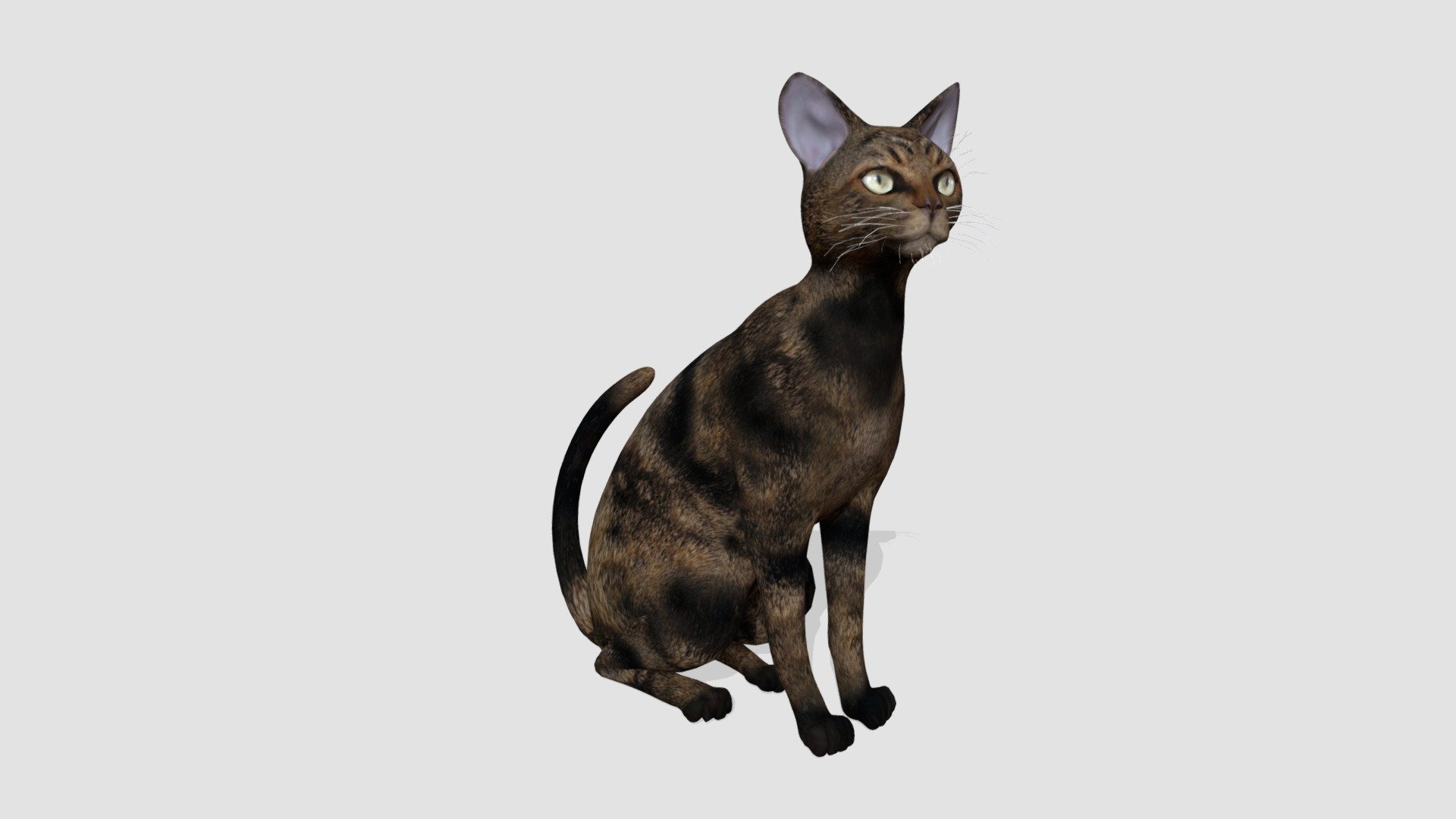 cat - Buy Royalty Free 3D model by Evermotion [74360a0] - Sketchfab Store
