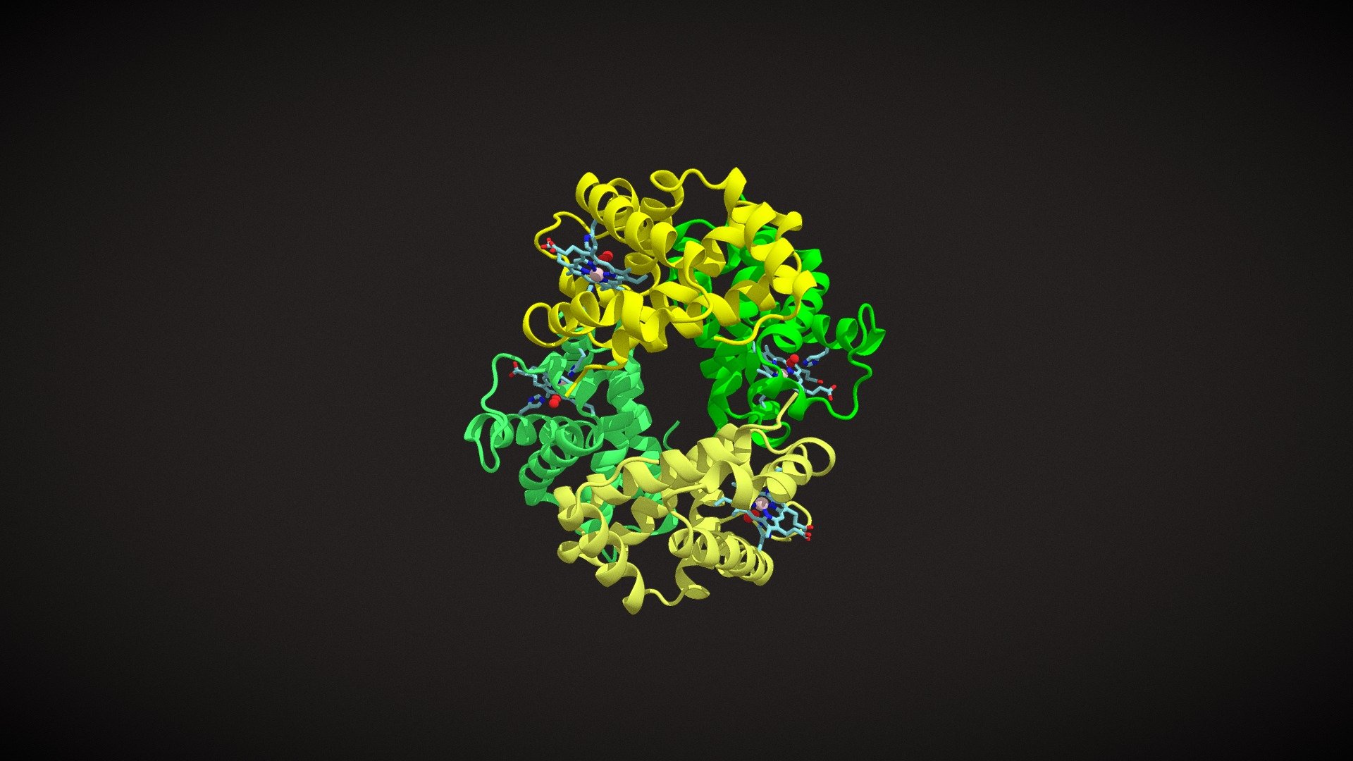 Hemoglobin - T to R state animation - Download Free 3D model by ...