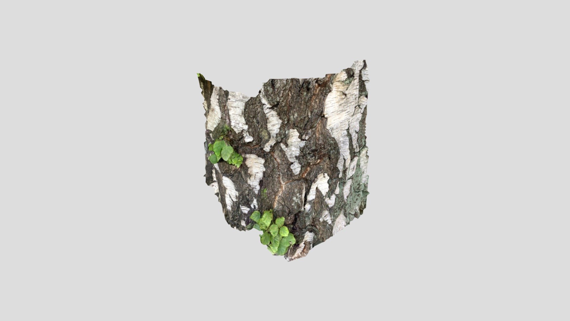 Birch - 3D model by LindaHaernes [743af40] - Sketchfab