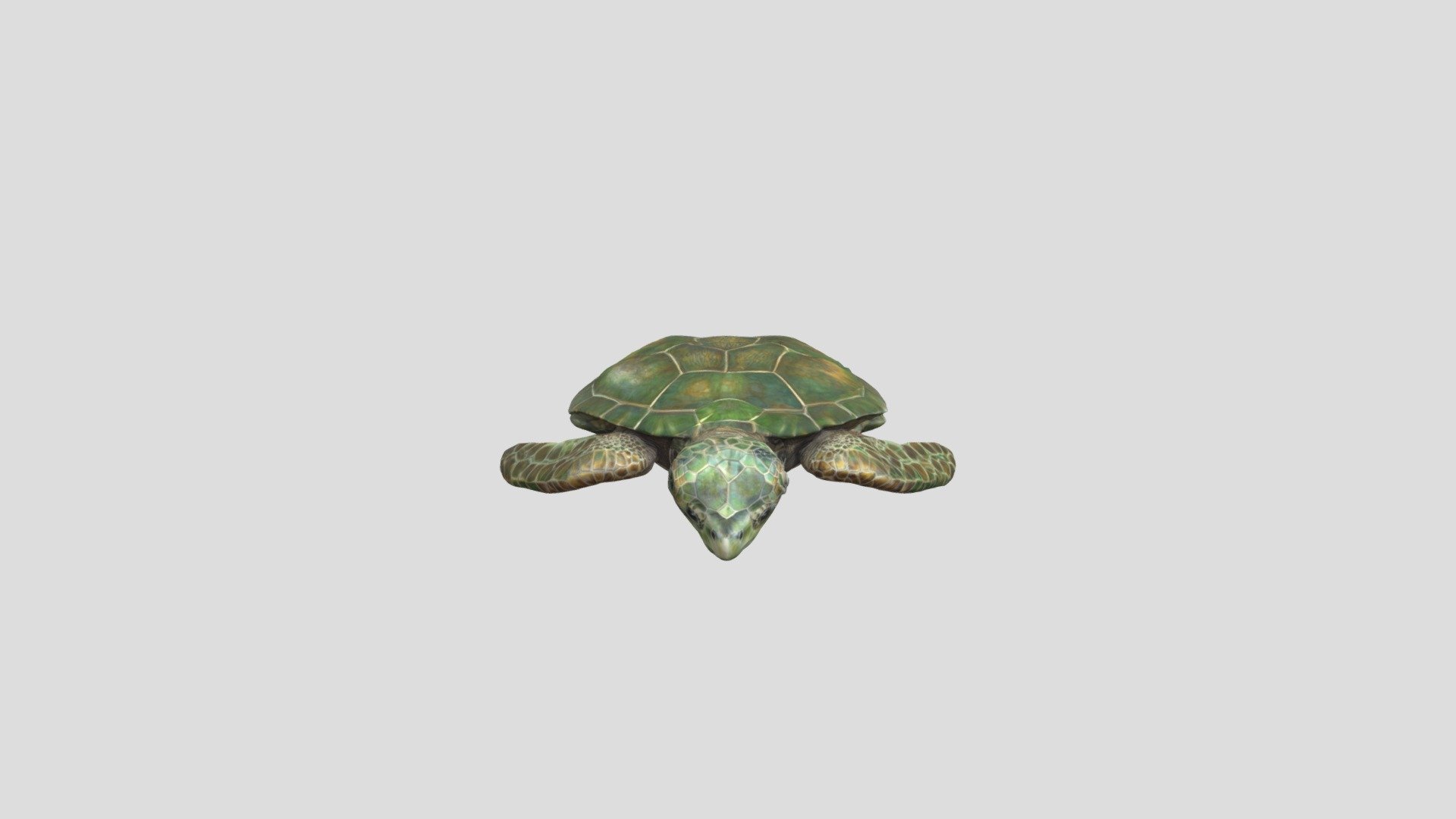 a sea turtle(一只海龟) - Download Free 3D model by lisenhao [743be77 ...