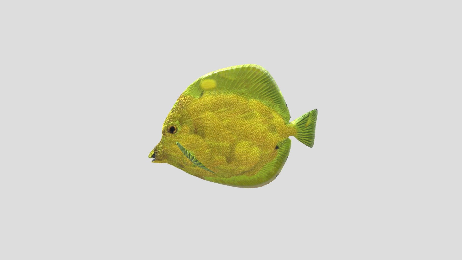 Fish - Download Free 3D model by accolwell [743e530] - Sketchfab