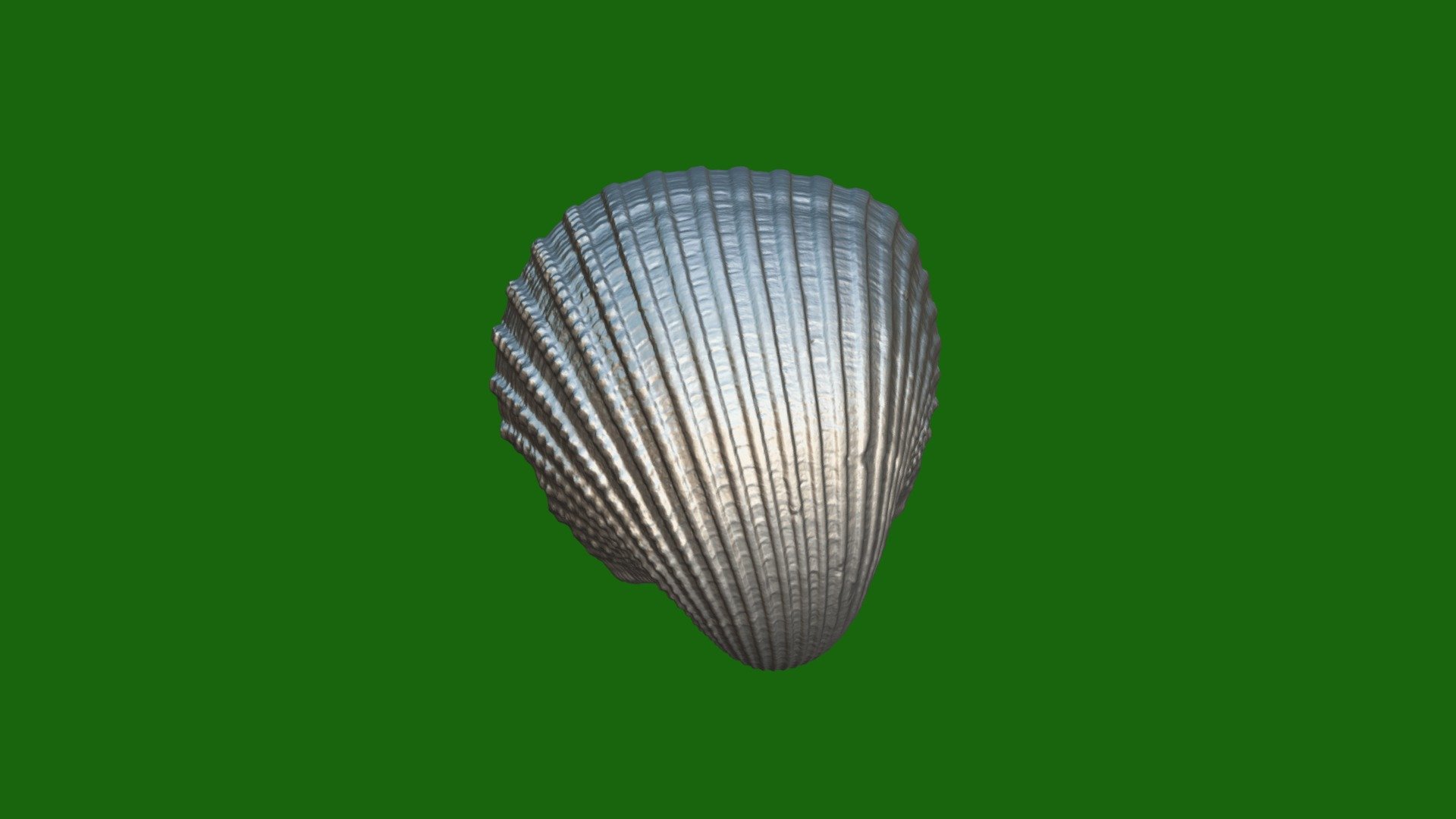 Shell - Download Free 3D model by Nancy/Lanzi Luo (@Thunk3D-Nancy ...