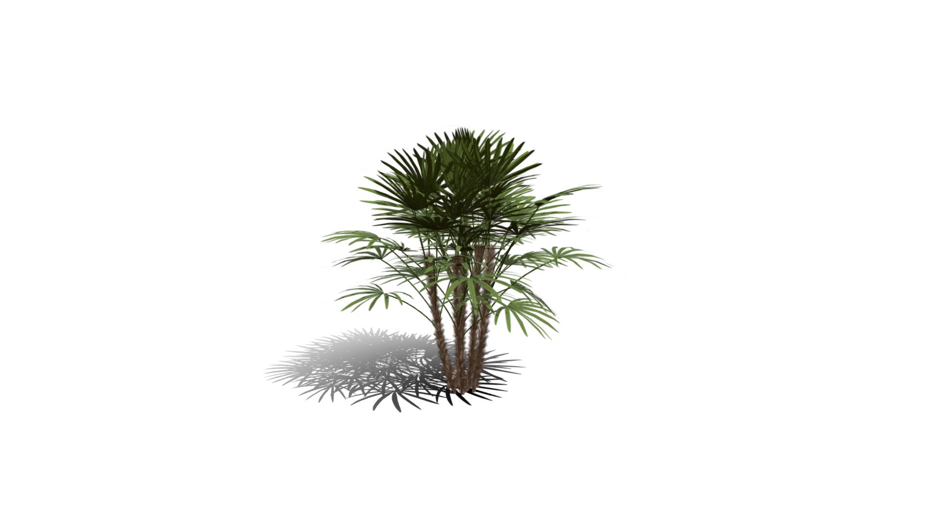 Realistic HD Bamboo palm (27/30) - Buy Royalty Free 3D model by ...