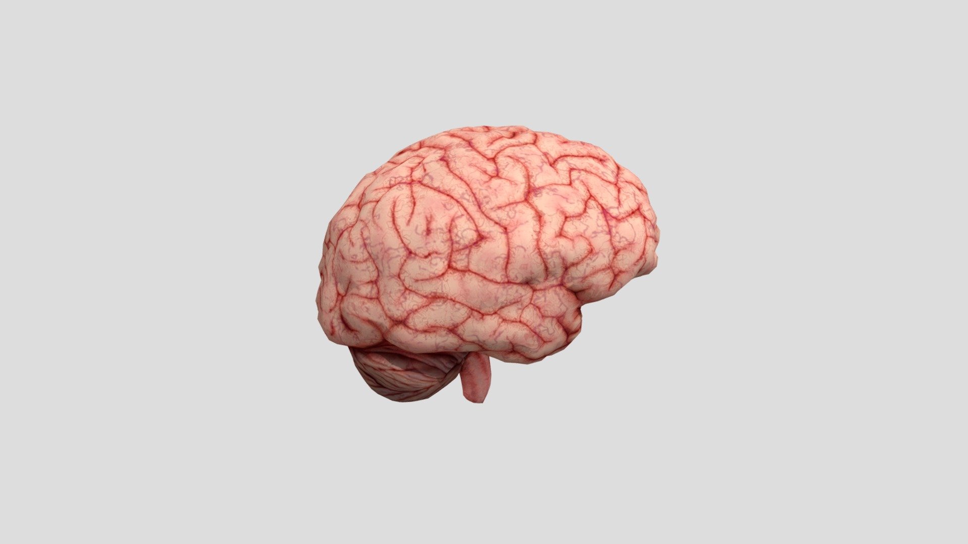 Otak - 3D model by niluharikusumawati [744182f] - Sketchfab
