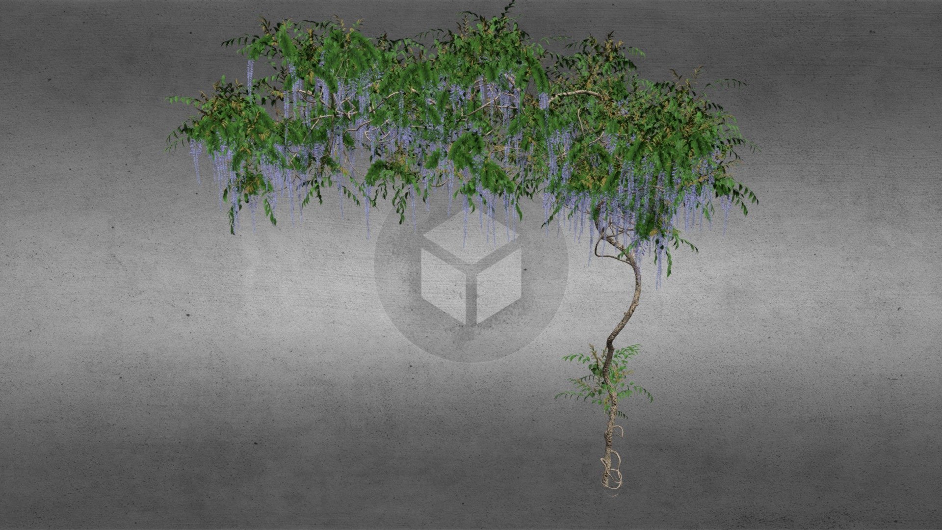 Wisteria sinensis - Download Free 3D model by André Murrugarra (@andre ...