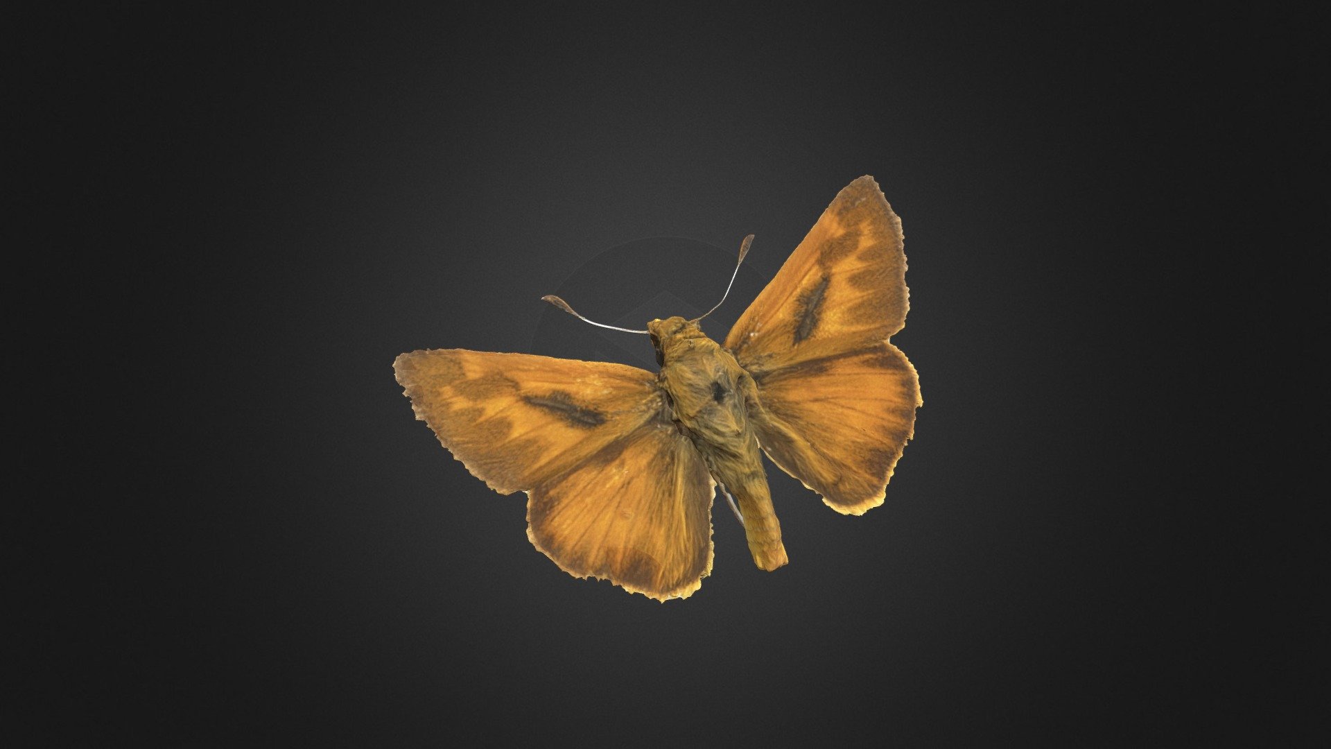 Woodland Skipper Butterfly - Download Free 3D model by University ...