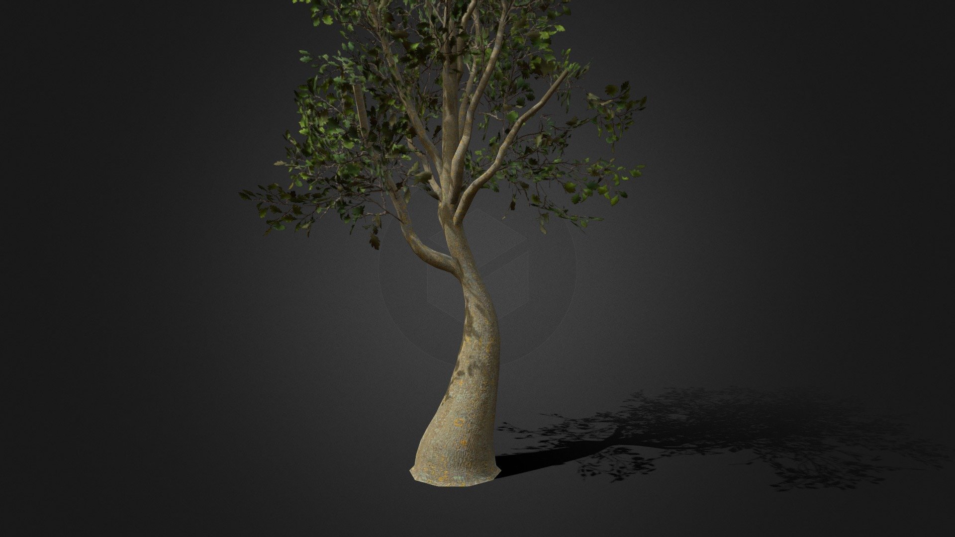 Oak Sapling - 3D model by CleanCraft3D (@CleanCraft_3D) [744f6b5 ...