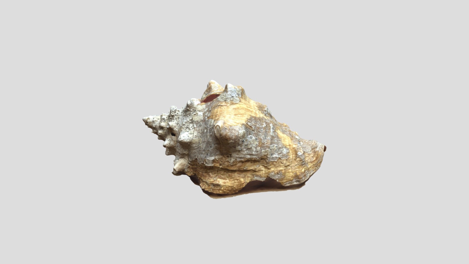 Conch Shell - Download Free 3D model by laudable [7450461] - Sketchfab