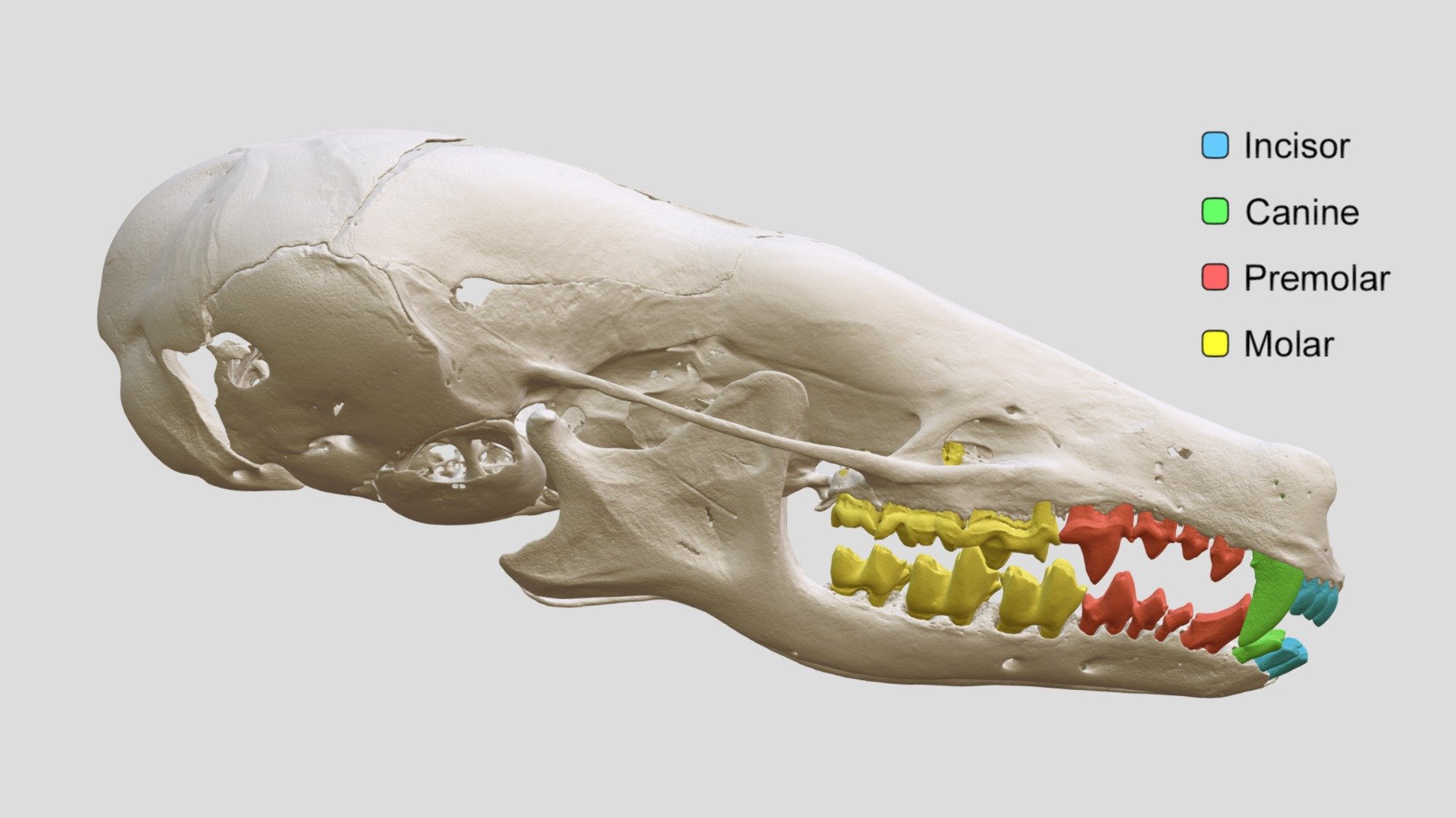 Mogera kobeae kiusiuana (MSB:Mamm:45435) - 3D model by Biodiversity ...
